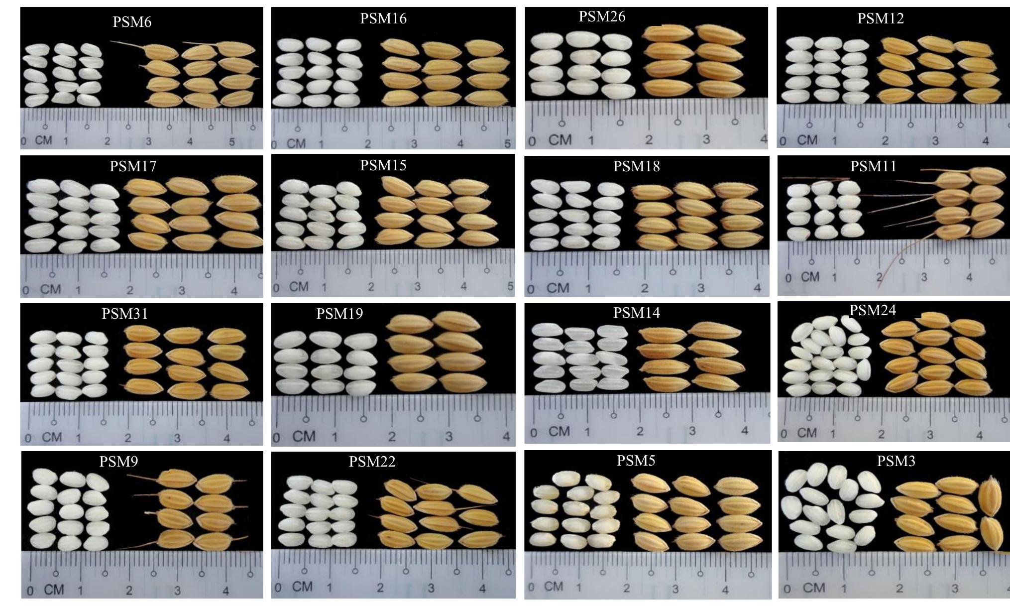 Morphology of paddy and milled rice grains of some selected