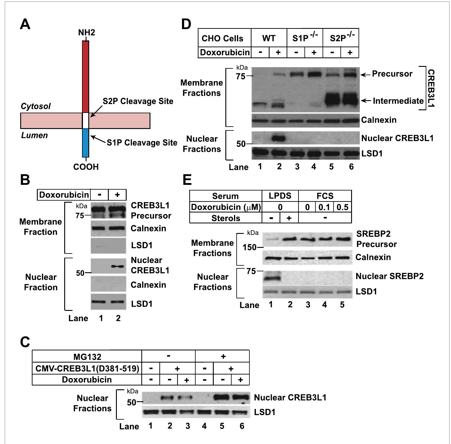 Doxorubicin stimulates rip of creb3l1. (a) schematic diagram