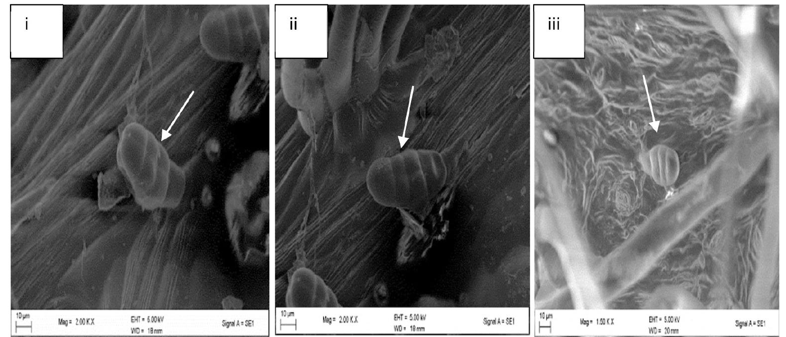 A (i-iii): different types of capitate glandular trichomes