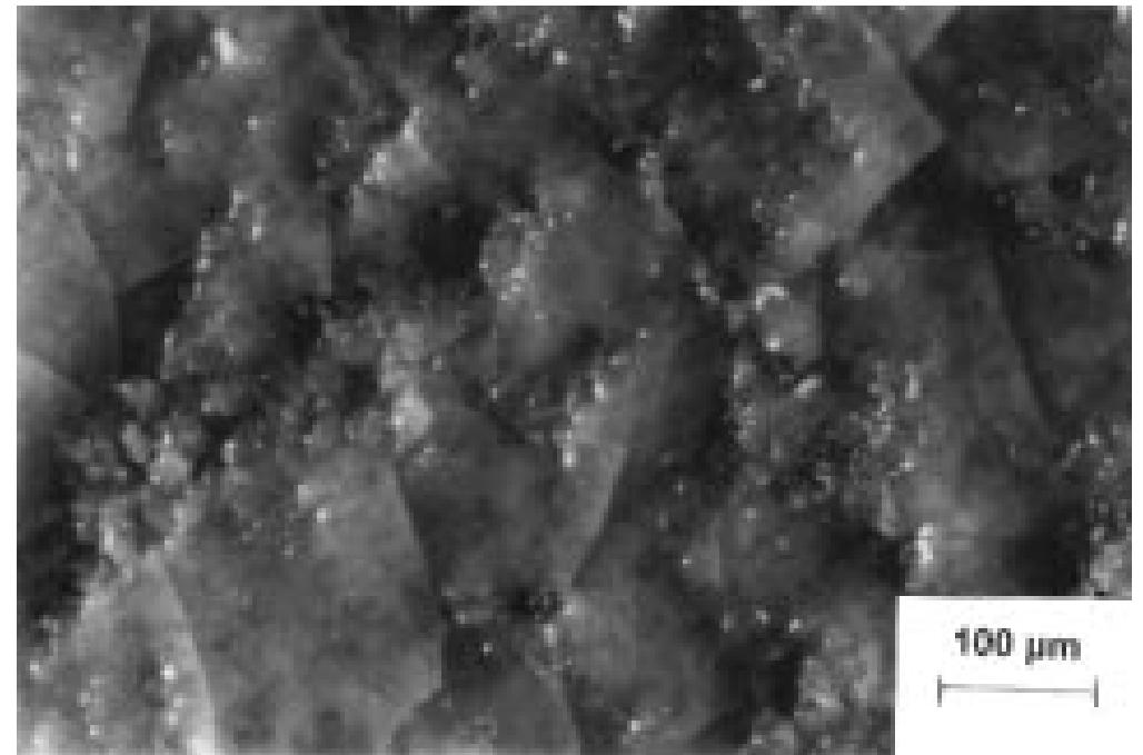 Optical micrograph of the surface of hap coating predepo-