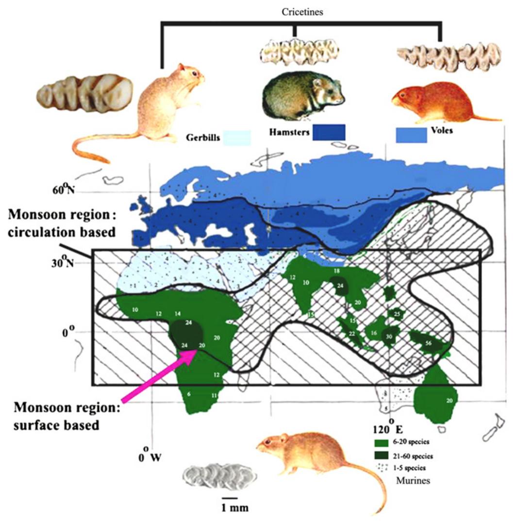 Distribution of murid rodents, approx species richness of