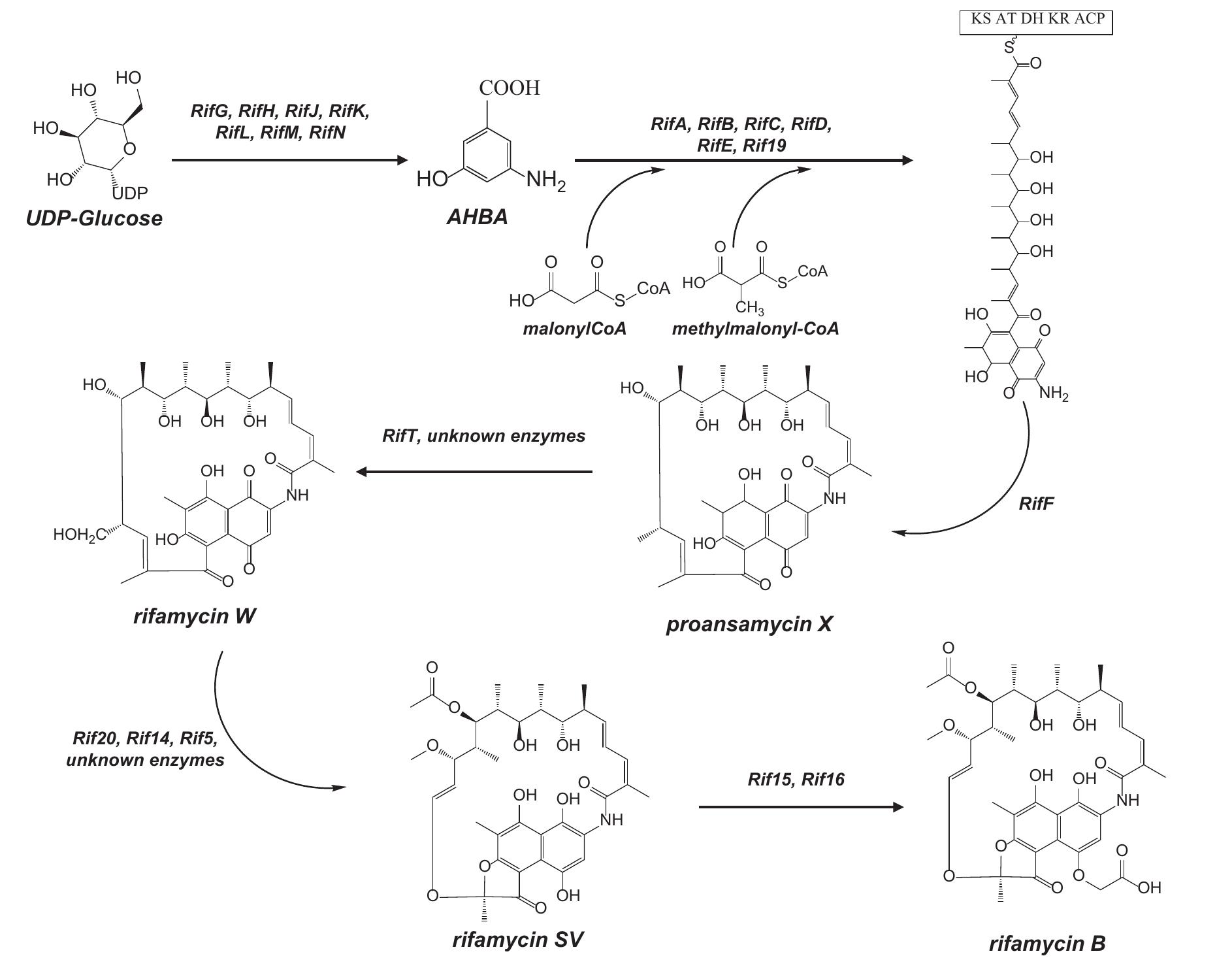 Simplified rifamycin b biosynthesis pathway (source: