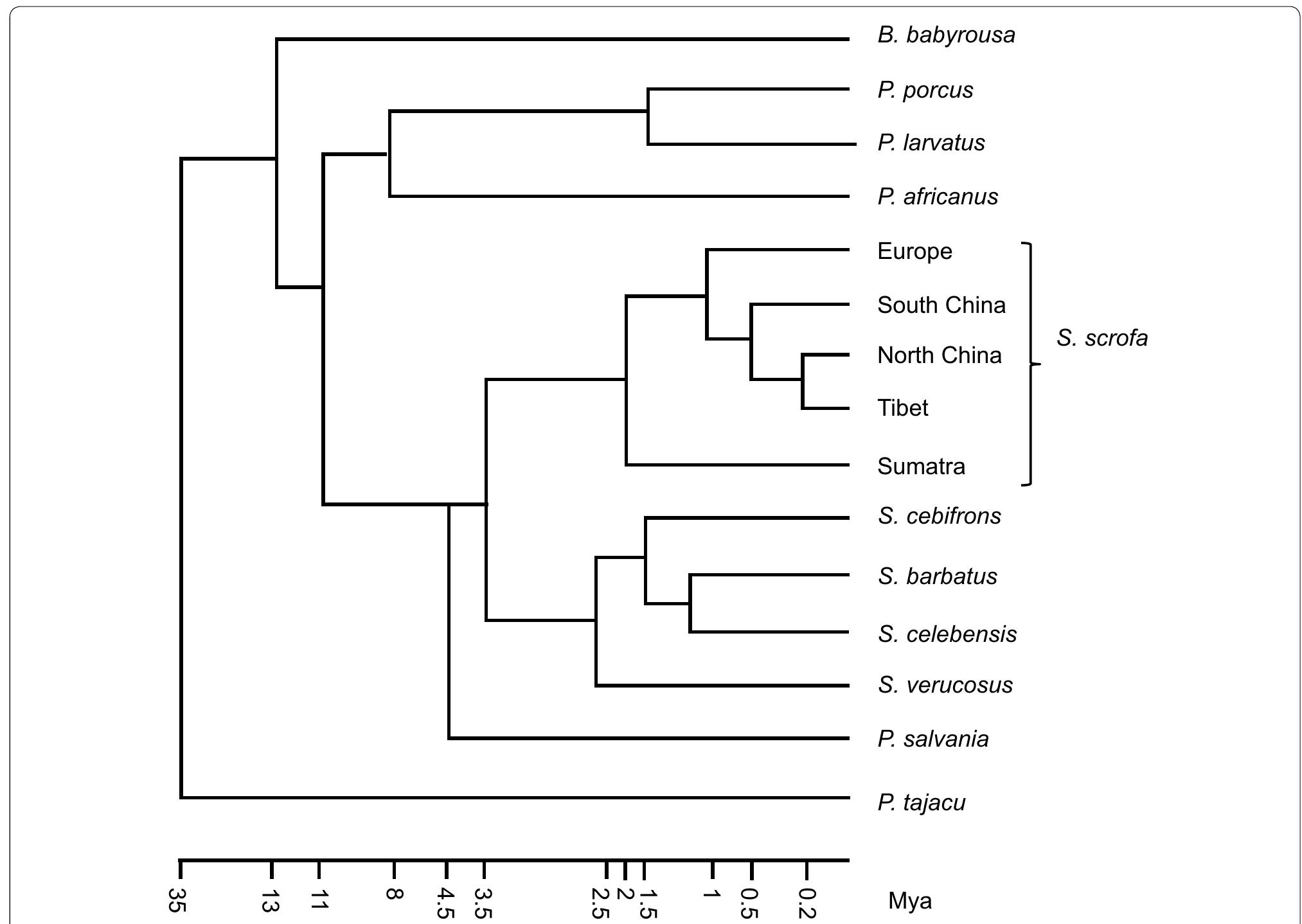 Schematic phylogenetic tree. the phylogeny diagram