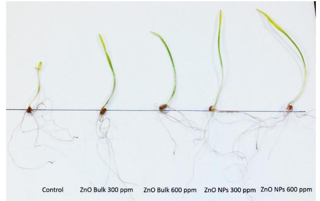 Wheat seedling of control, zno bulk and zno nps groups at