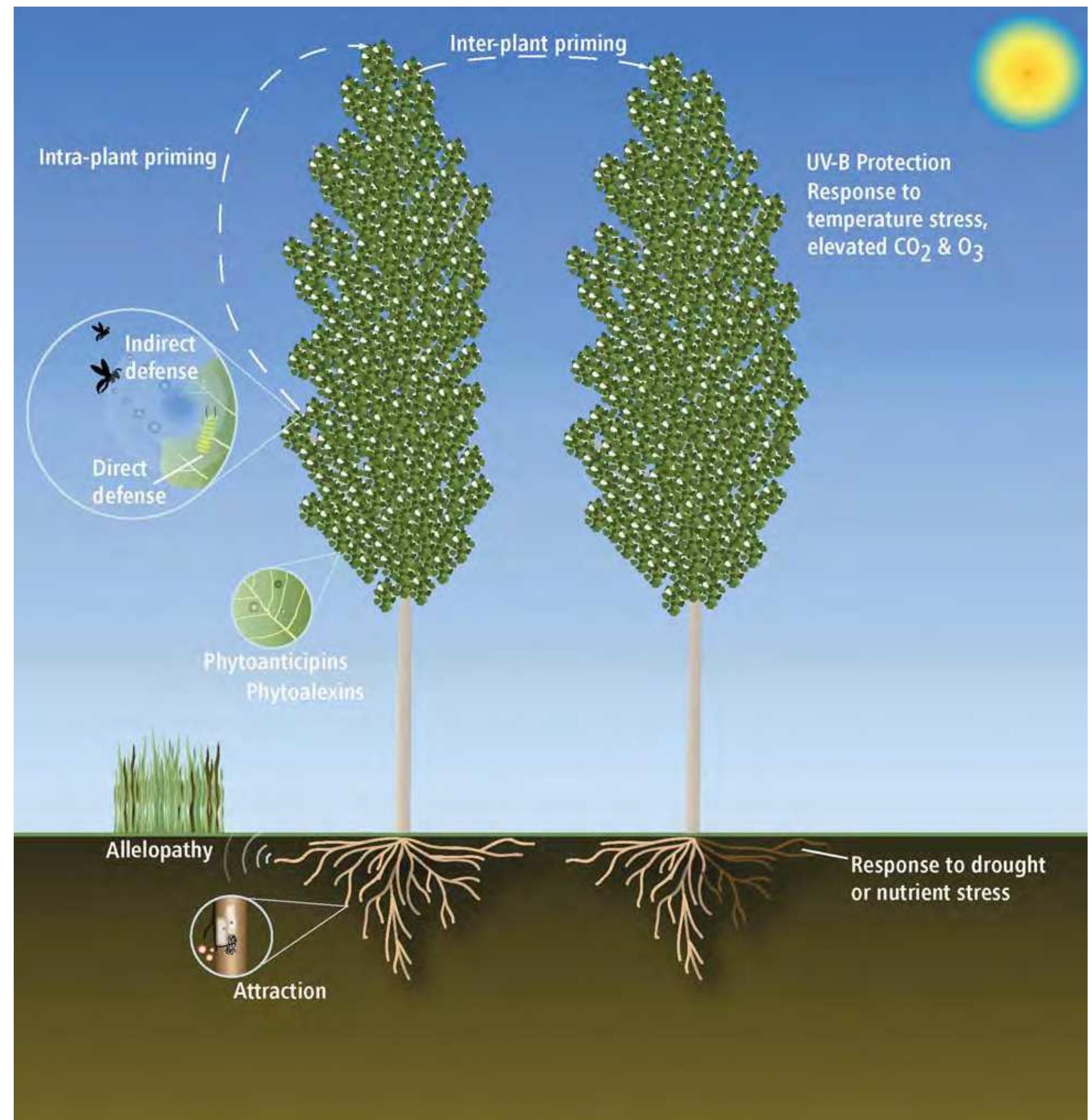 Functions of secondary metabolites in populus-environment