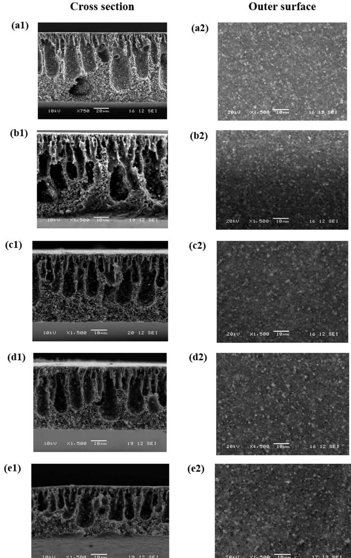 Sem images of the cross-section and membrane outer surface