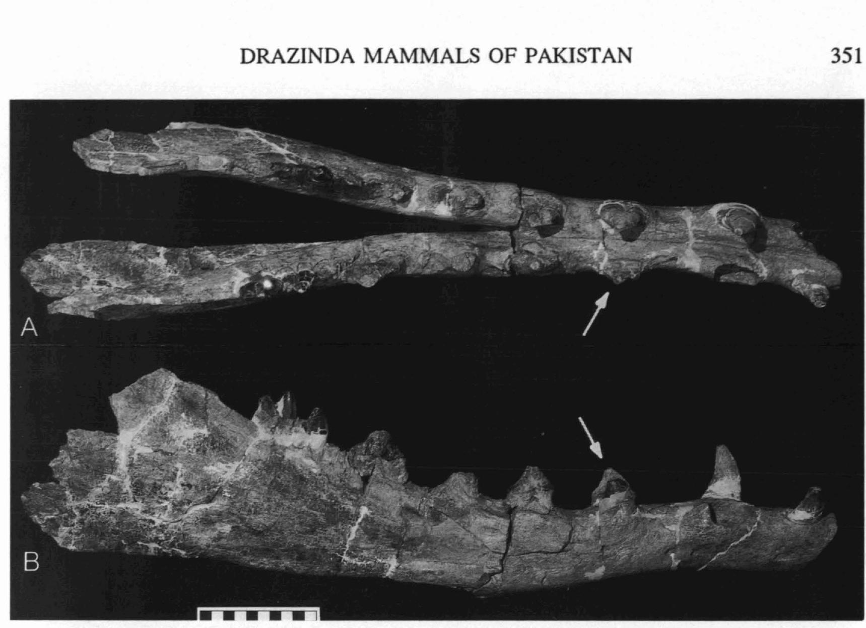-ig. 14—dentaries of the referred specimen of babiacetus