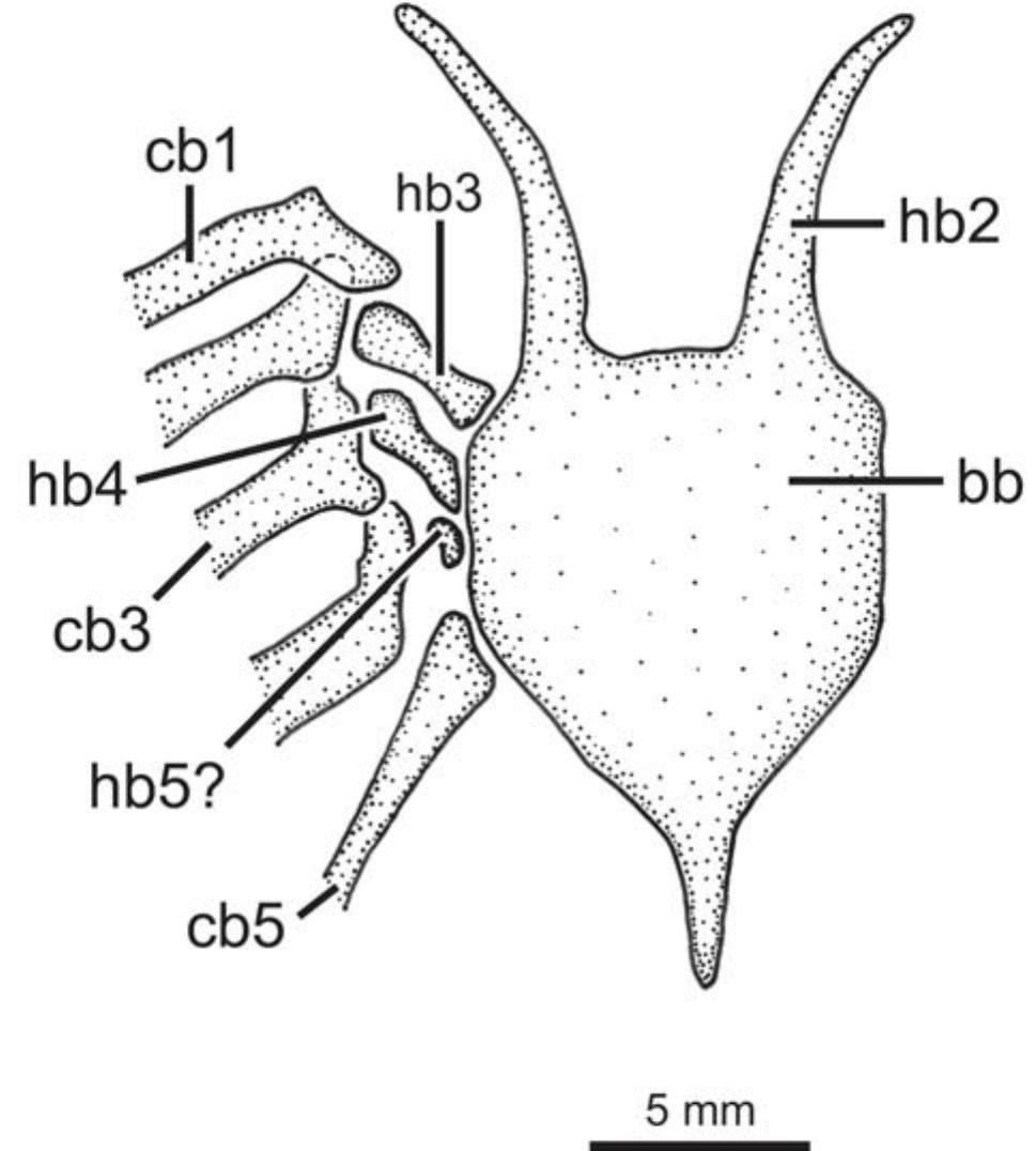 Dorsal view of left ventral gill arches of malacoraja