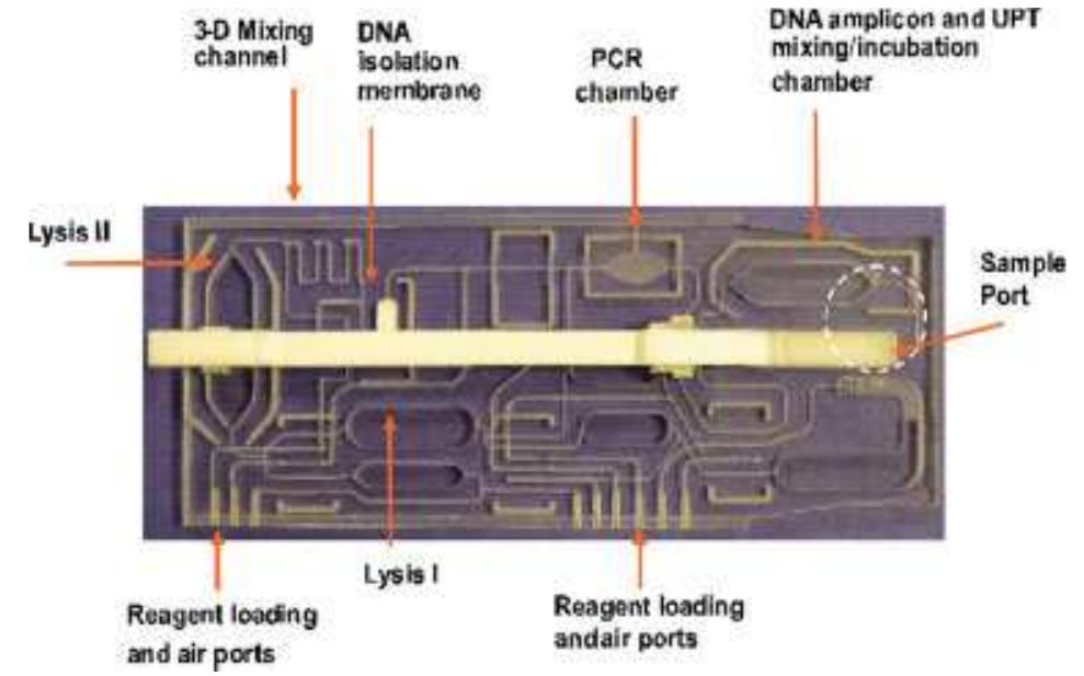 Example of a microfluidic lab-on-a-chip. the saliva sample