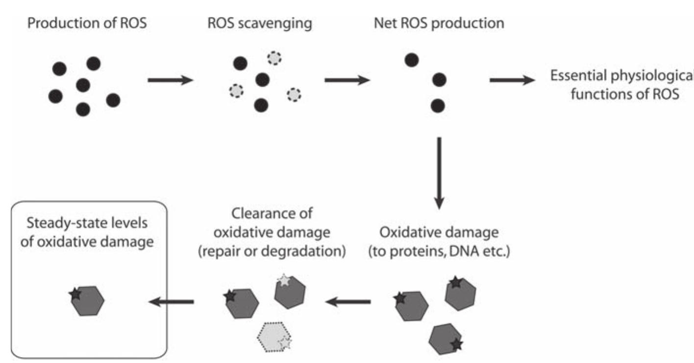 Schematic representation of reactive oxygen species (ros)