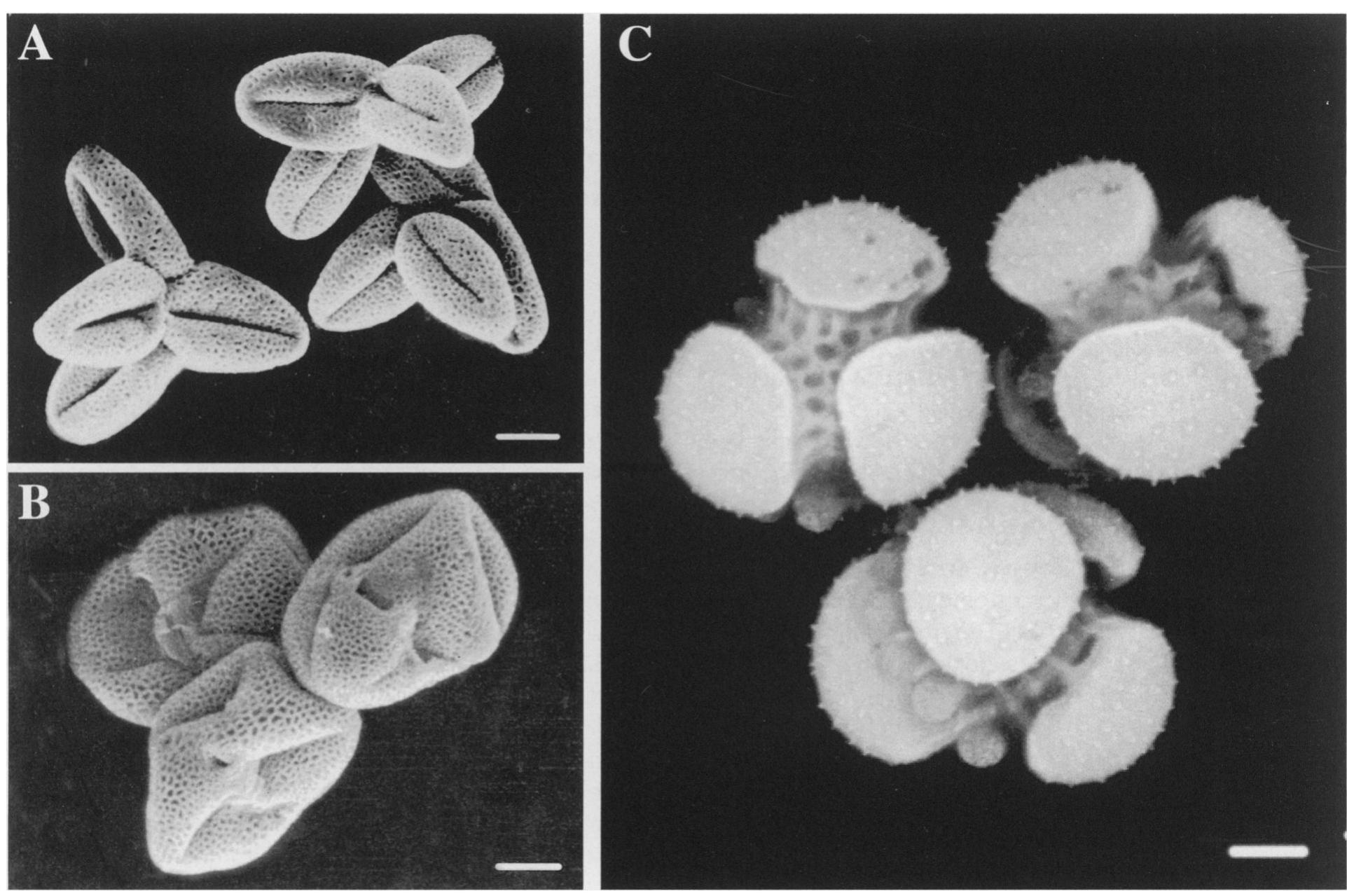 Pollen tetrads and clusters. (a) pollen tetrads from the