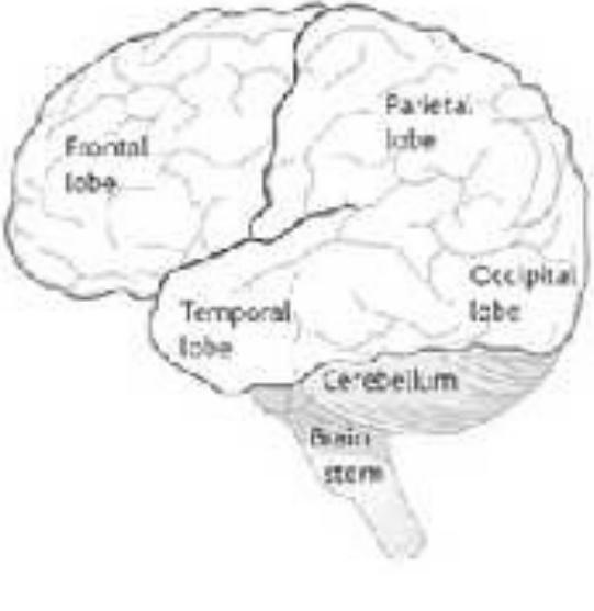 Temporal lobe is located on the sides of the brain under