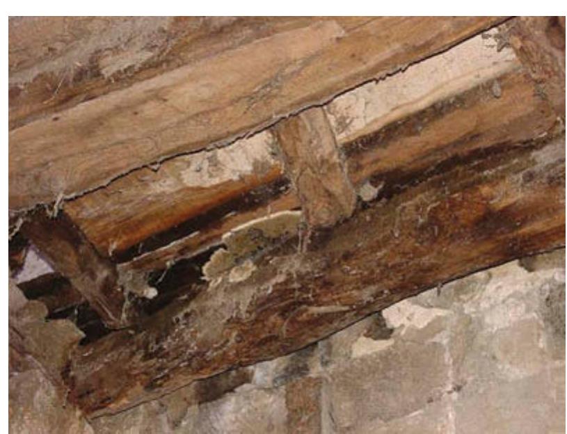 Evidence of fungal attack. fig. 9. evidence of subterranean