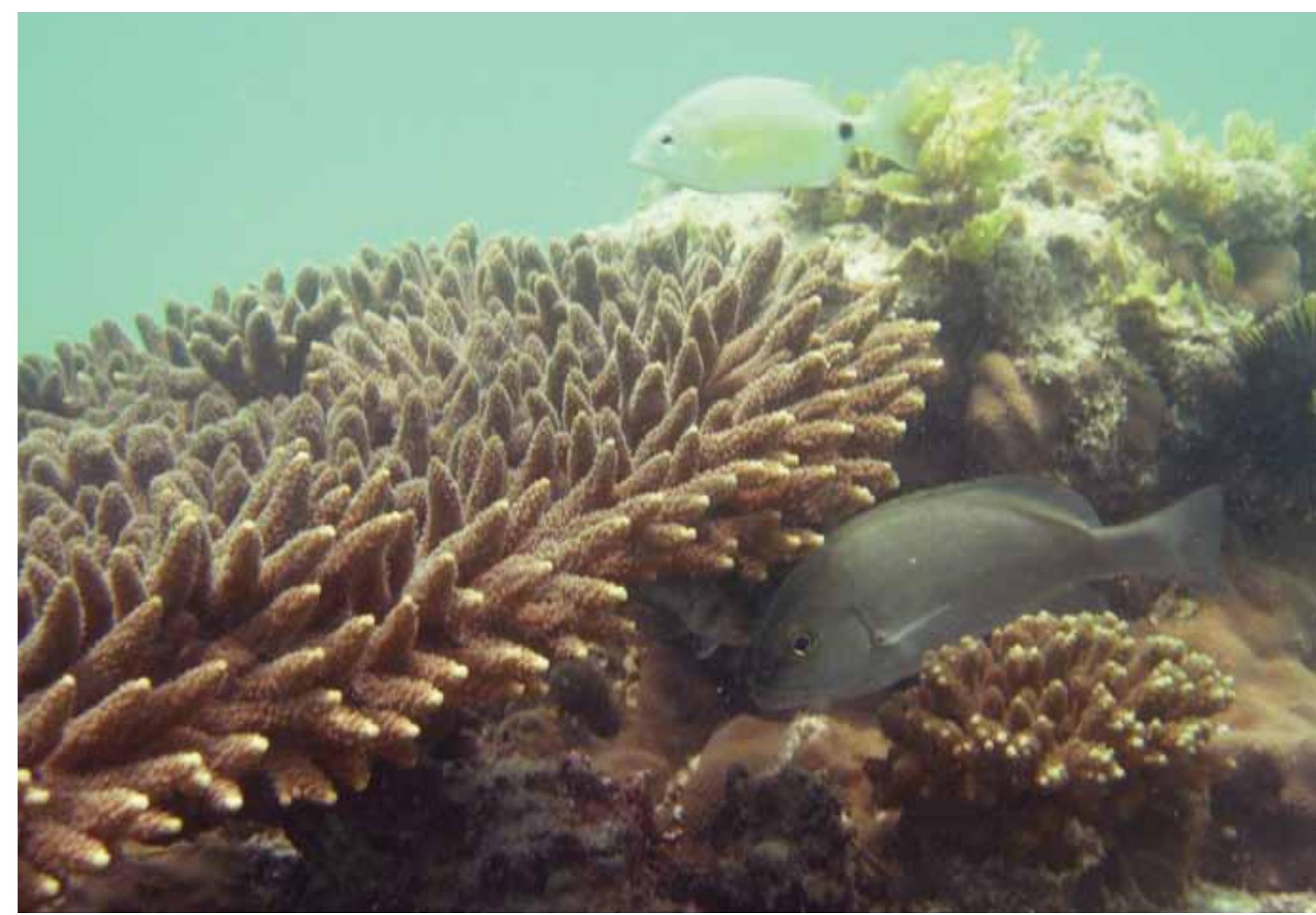 Healthy reefs form important food, shelter, and nursery