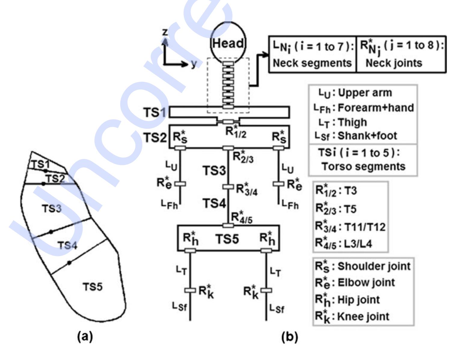 (a) the torso segments; (b) the kinematic structure of the