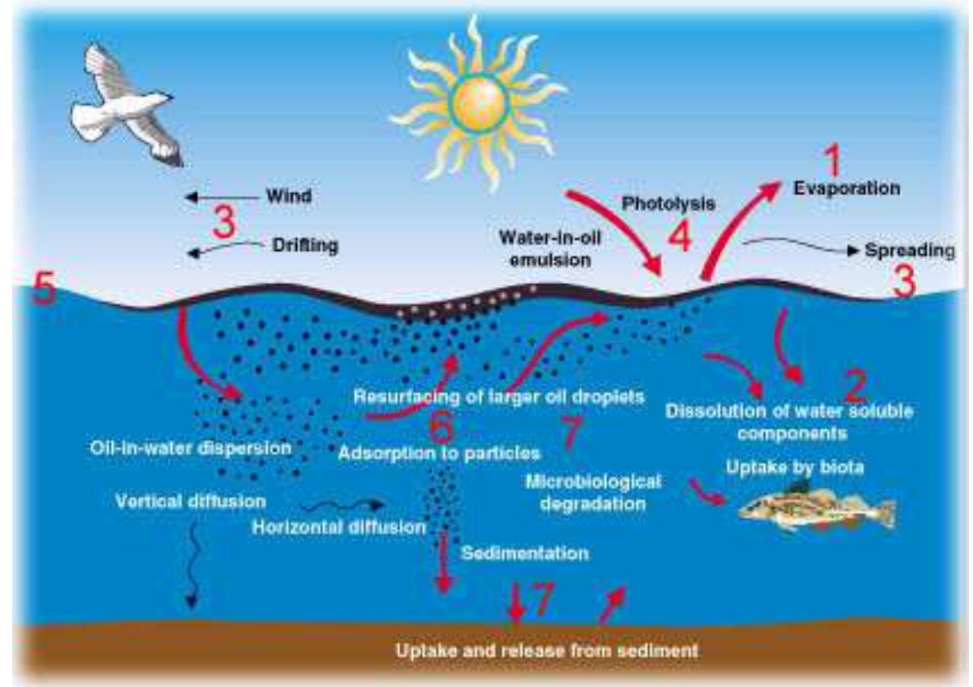 Routes of crude oil degradation. adapted from patin, 1999.