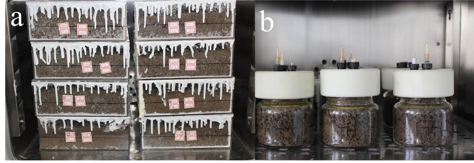 (a) the labeled soil reactors filled with soil samples