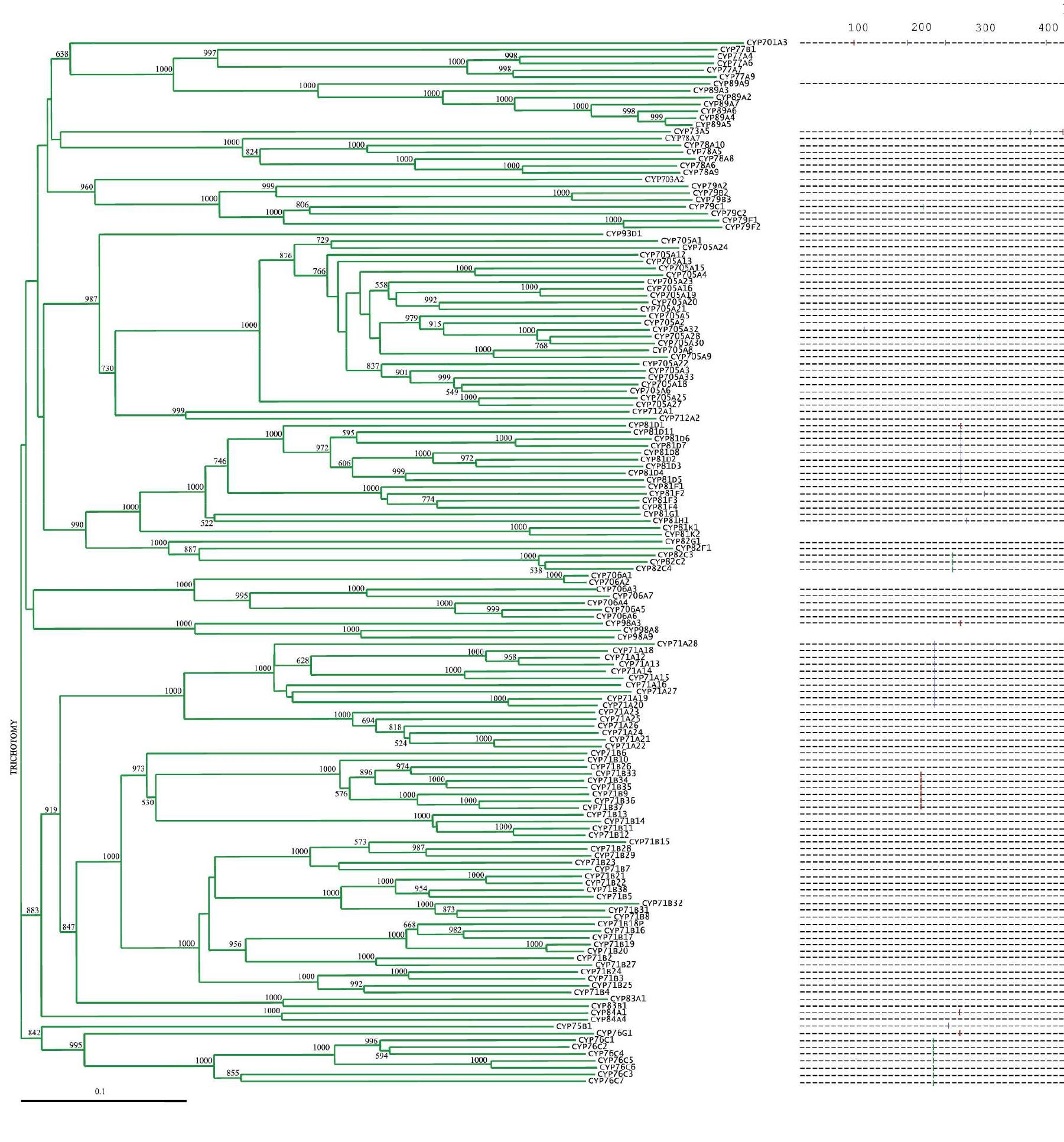 Neighbor-join bootstrap tree and intron map of the a-type
