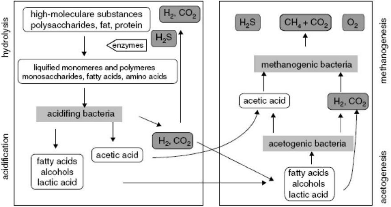 Methane production stages of anaerobic digestion [4] the
