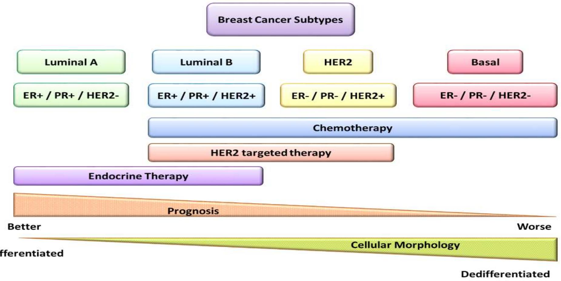 Breast cancer. schematic classification of breast cancer