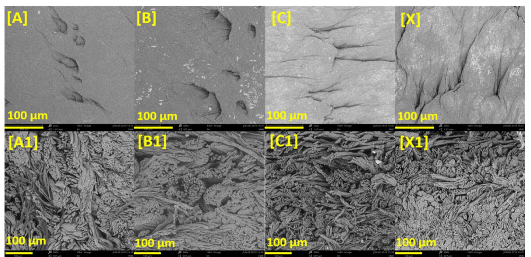 The sem images of grain (250x) and cross section (500x)