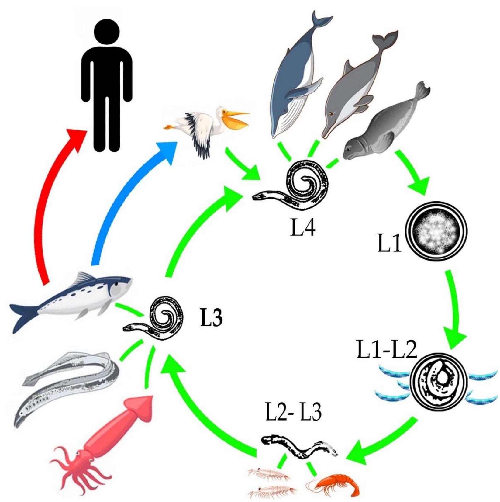 Figure 1 - from Genera and Species of the Anisakidae Family