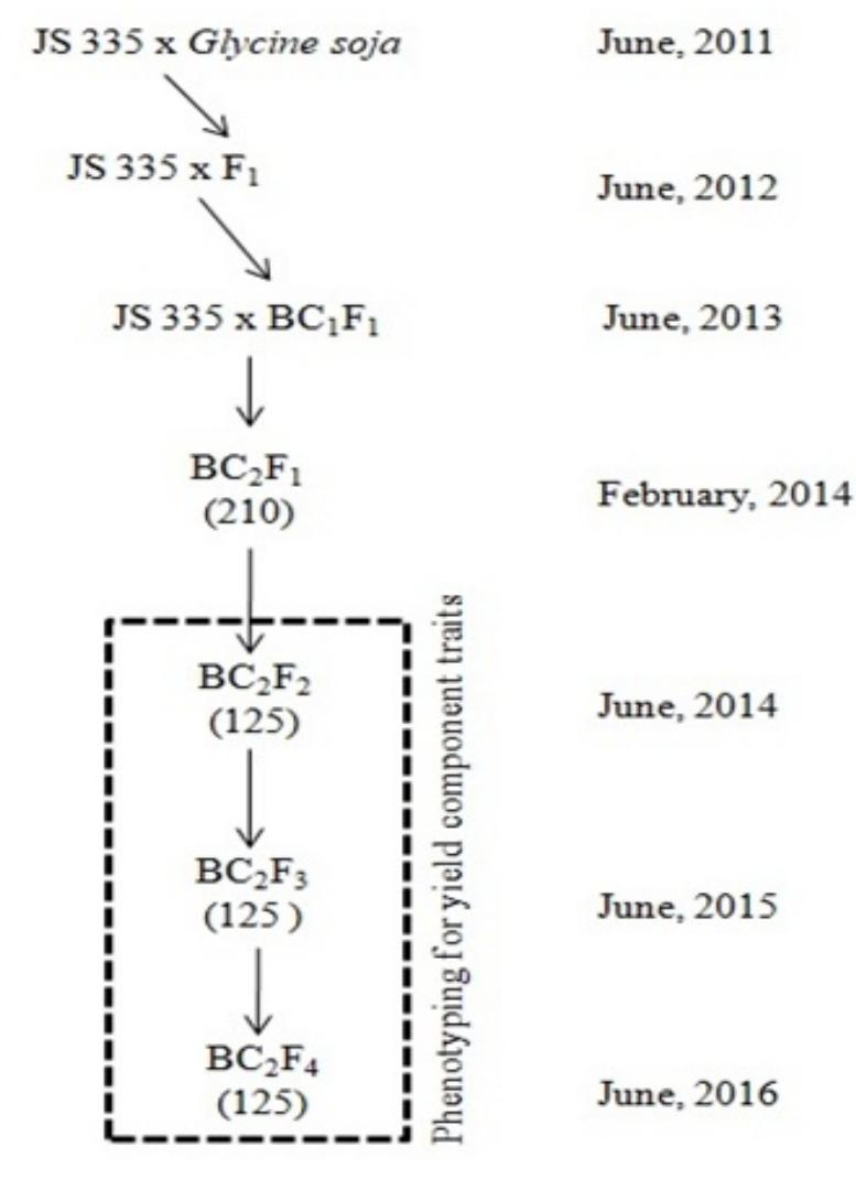 Flow chart showing development and evaluation of backcross