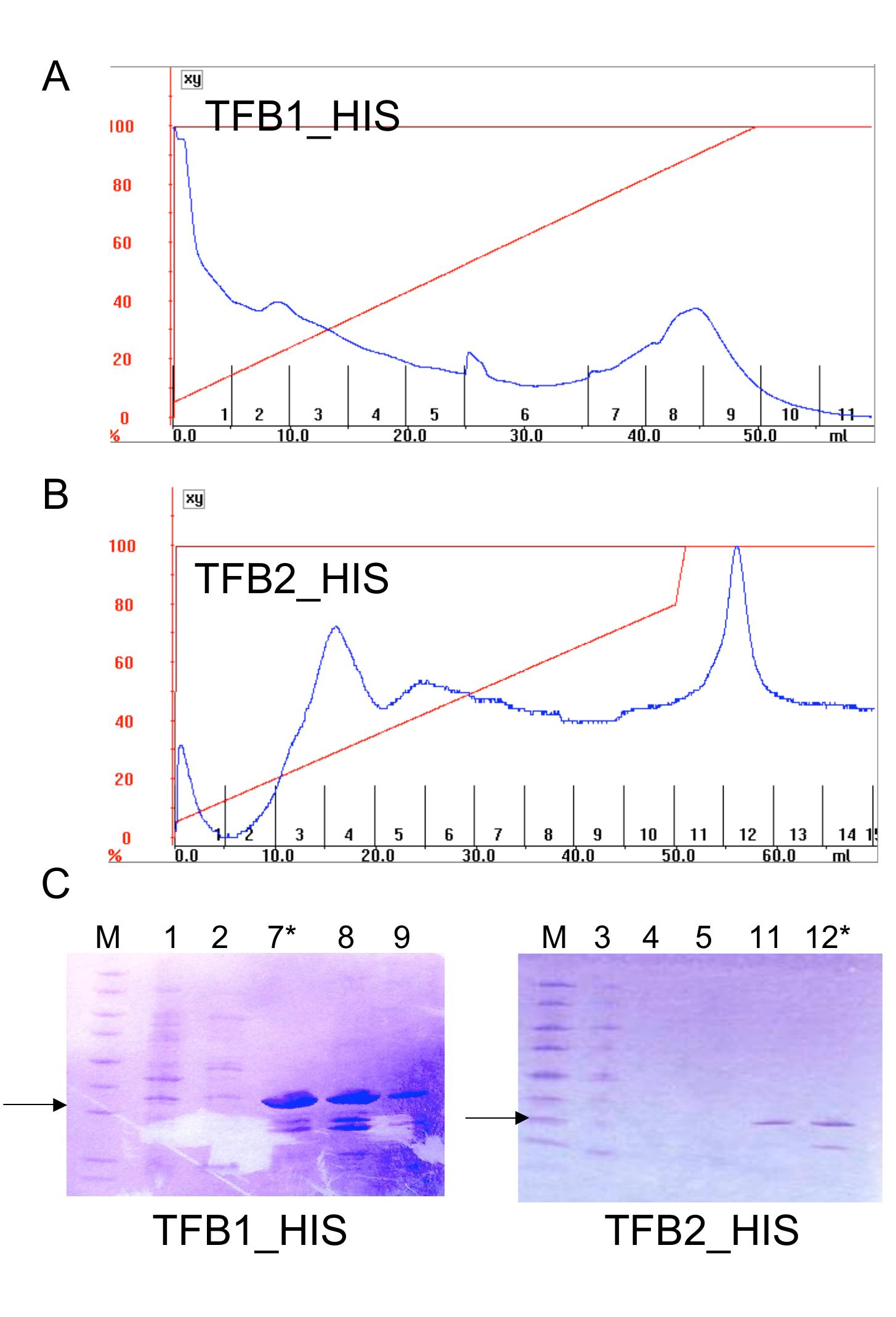 Figure 37 - Roles of archaeal general transcription factors