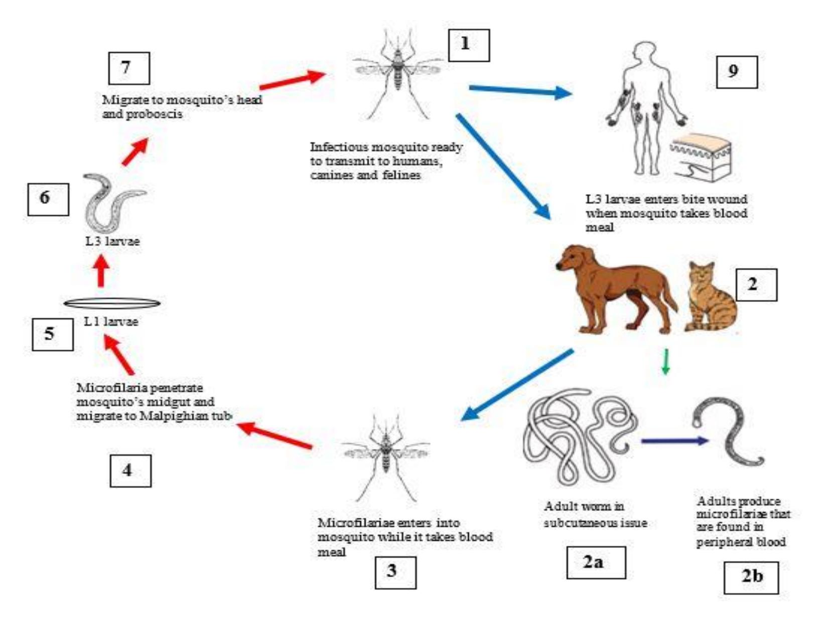 Life cycle of d. repens adapted from cdc website [36]. done