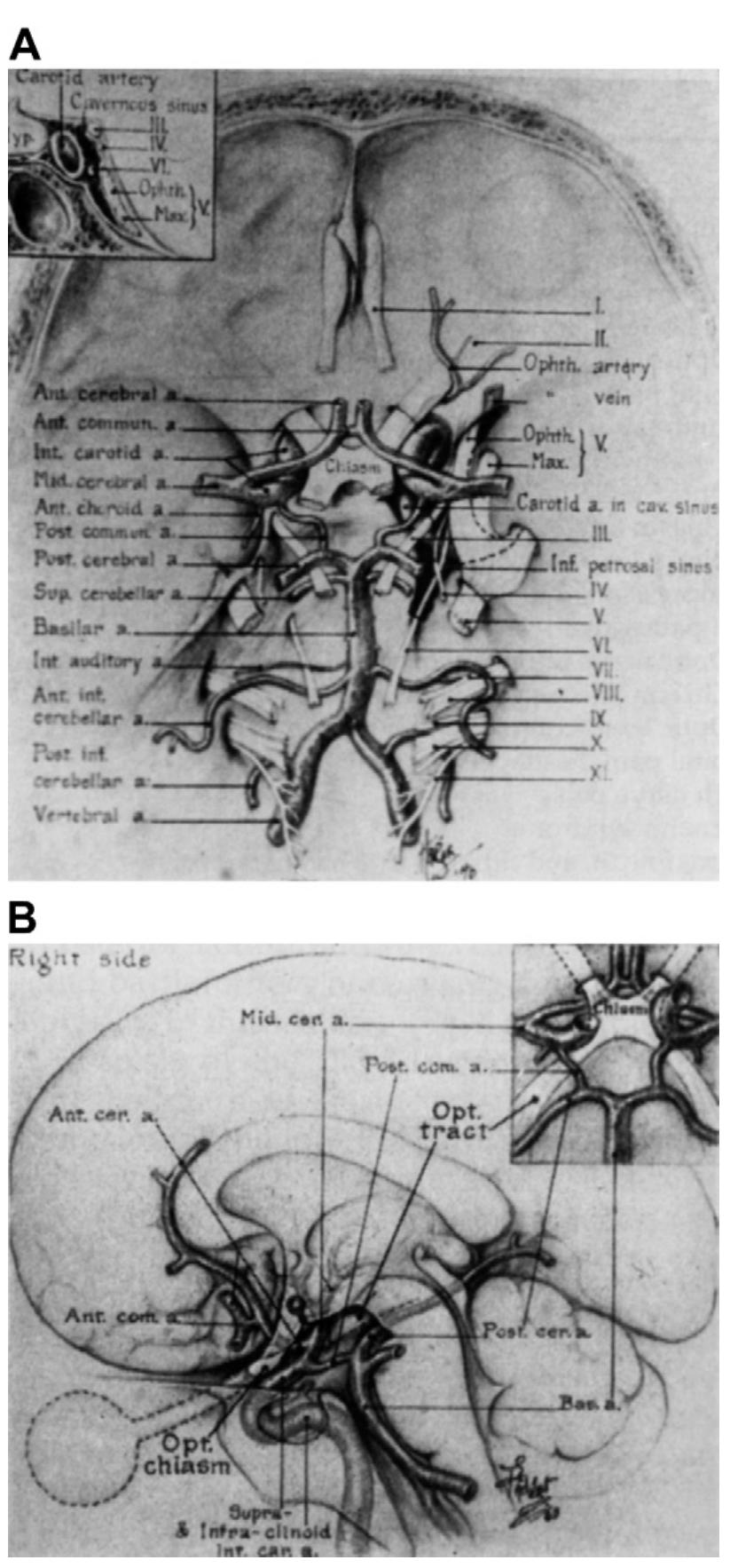 (a) the regional anatomy of the base of the skull, cranial