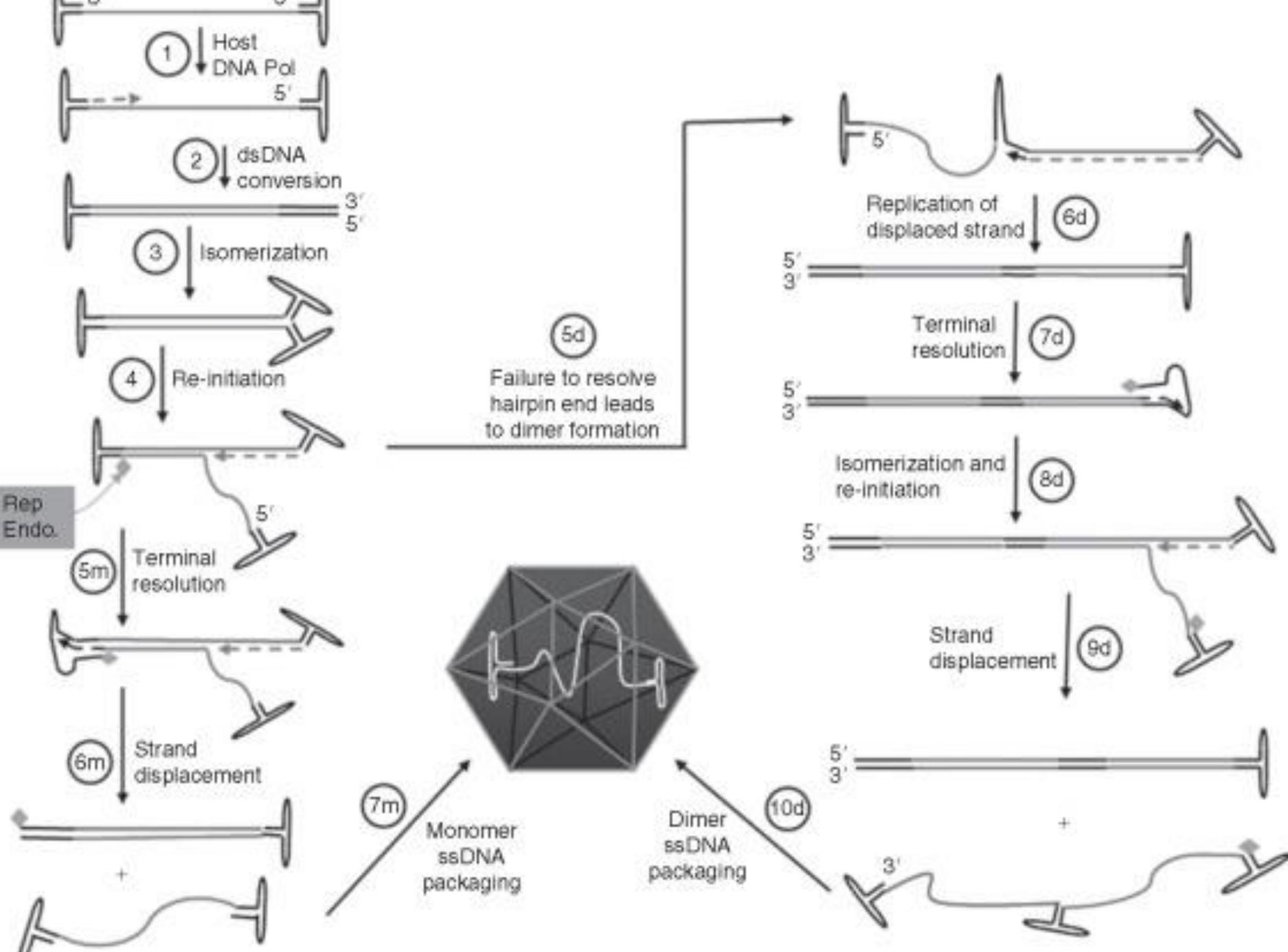 Schematic representation of aav replication model. aav