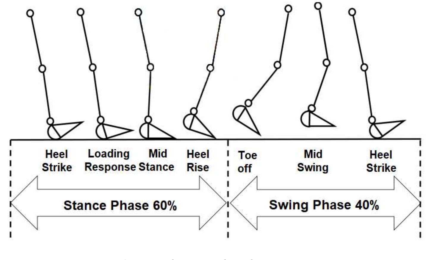 Shows a gait cycle and the different events during gait