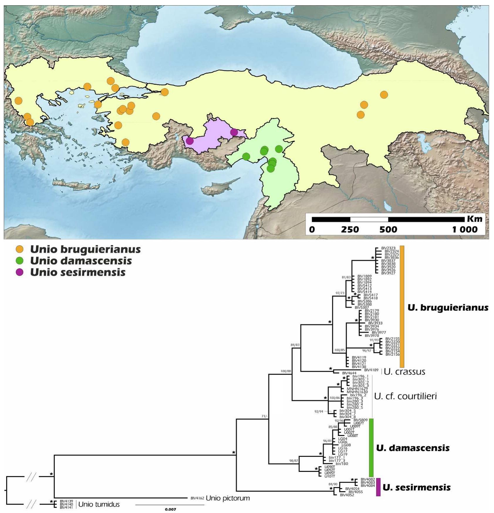Top: distribution map of all unio (crassus-group) species
