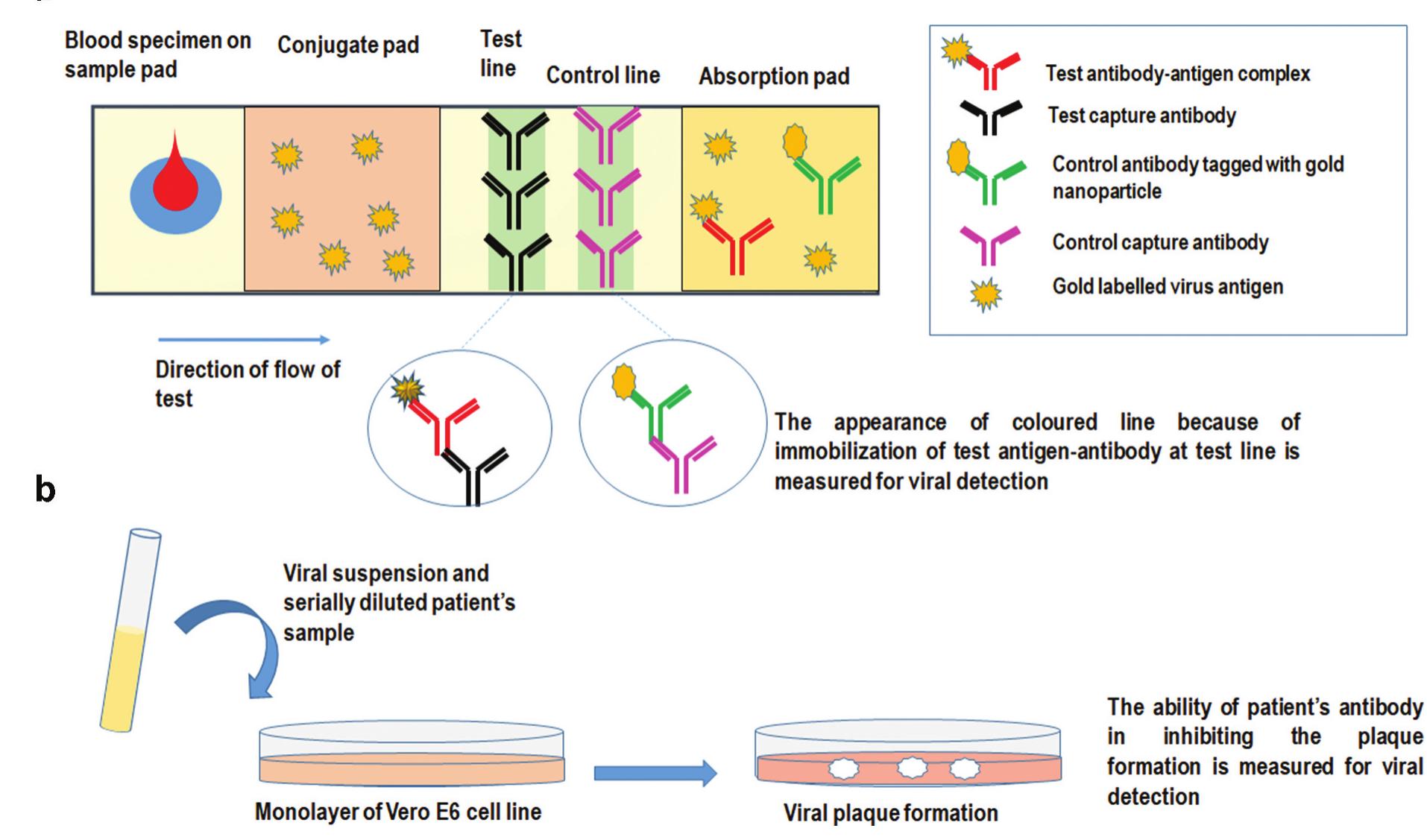 Serological testing of covid-19 via (a) rapid diagnostic