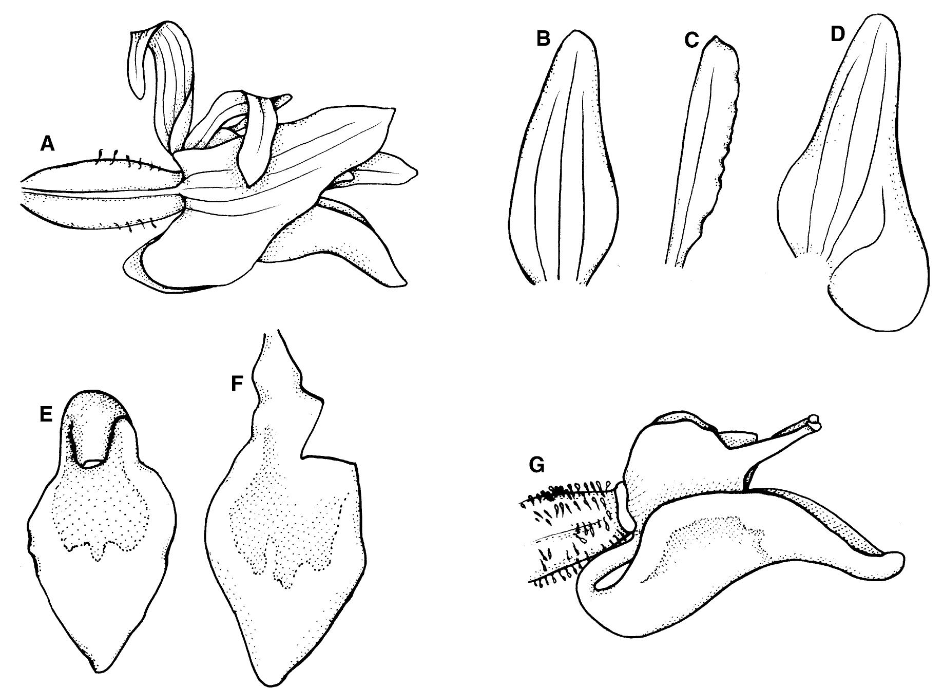 Ocampoa mexicana. a flower (side view), b dorsal sepal,