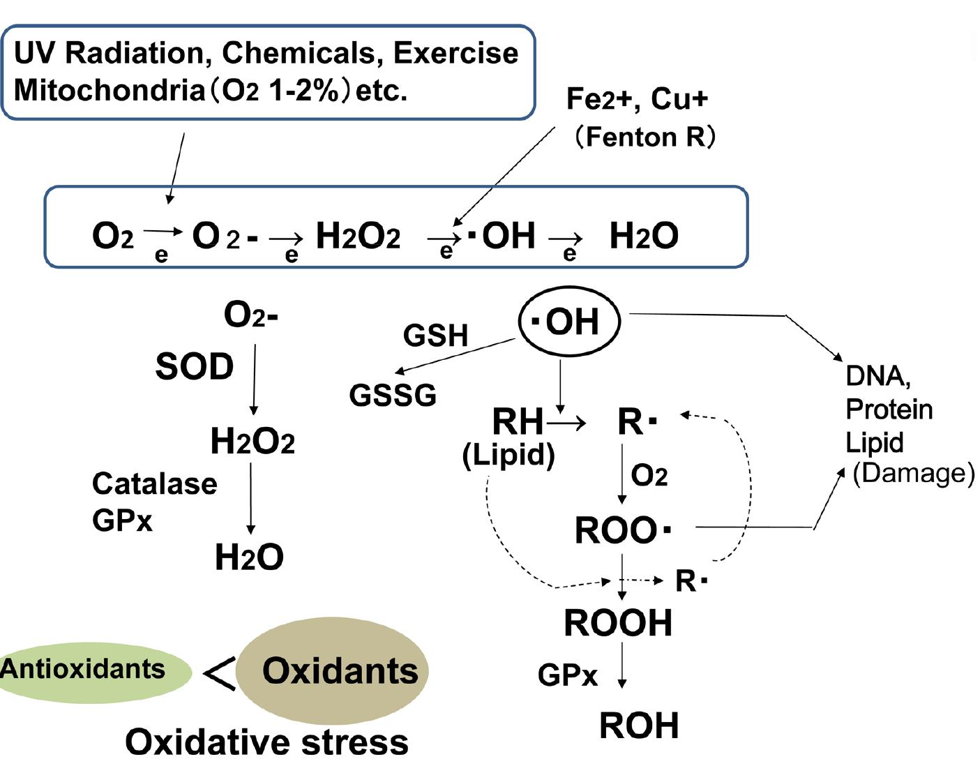 1. reactive oxygen species (ros) and antioxidant enzymes.