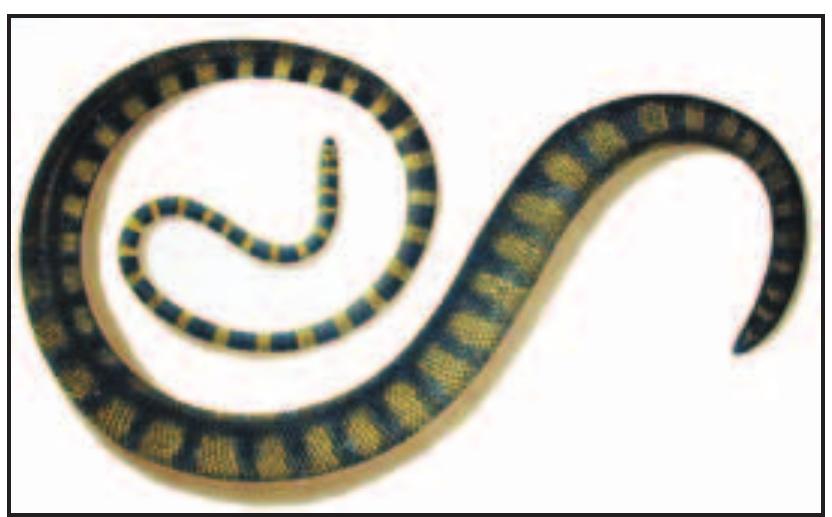 Figure 30 - The Dangerously Venomous Snakes of Myanmar