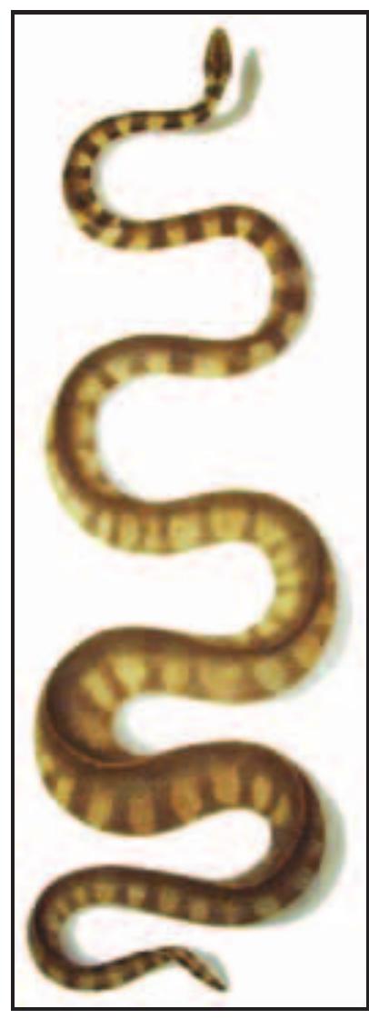 Figure 34 - The Dangerously Venomous Snakes of Myanmar