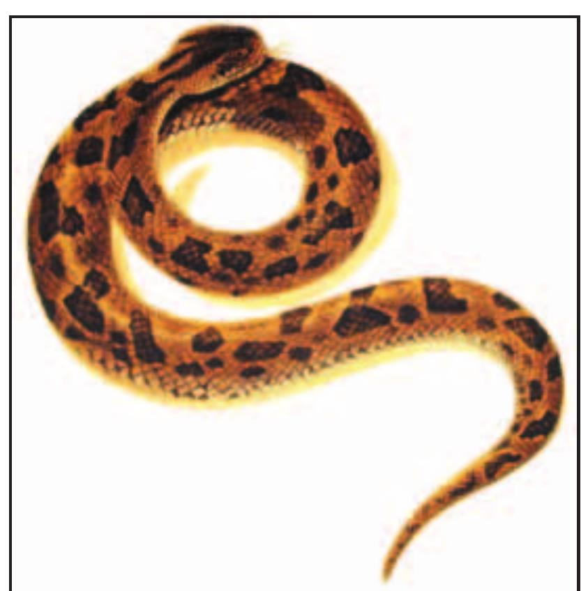 Figure 43 - from The Dangerously Venomous Snakes of Myanmar