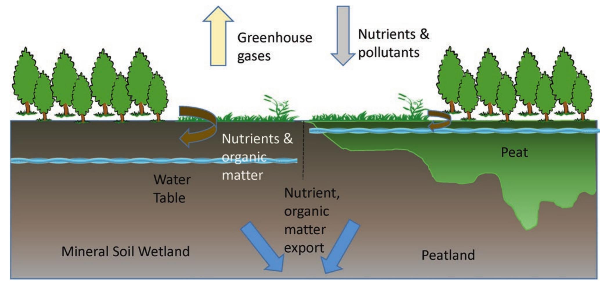 4 landscape cross section of uplands, wetlands, and water
