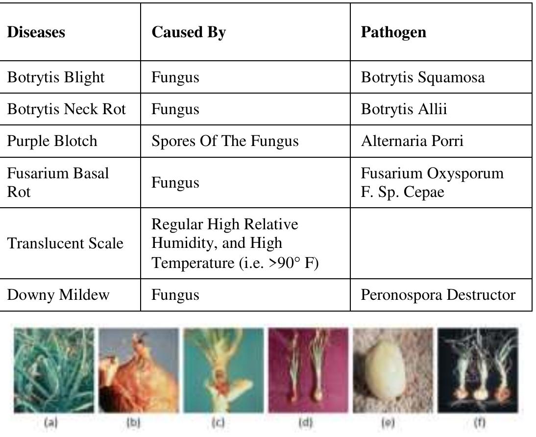 Common onion crop diseases (a) botrytis blight (b) botrytis