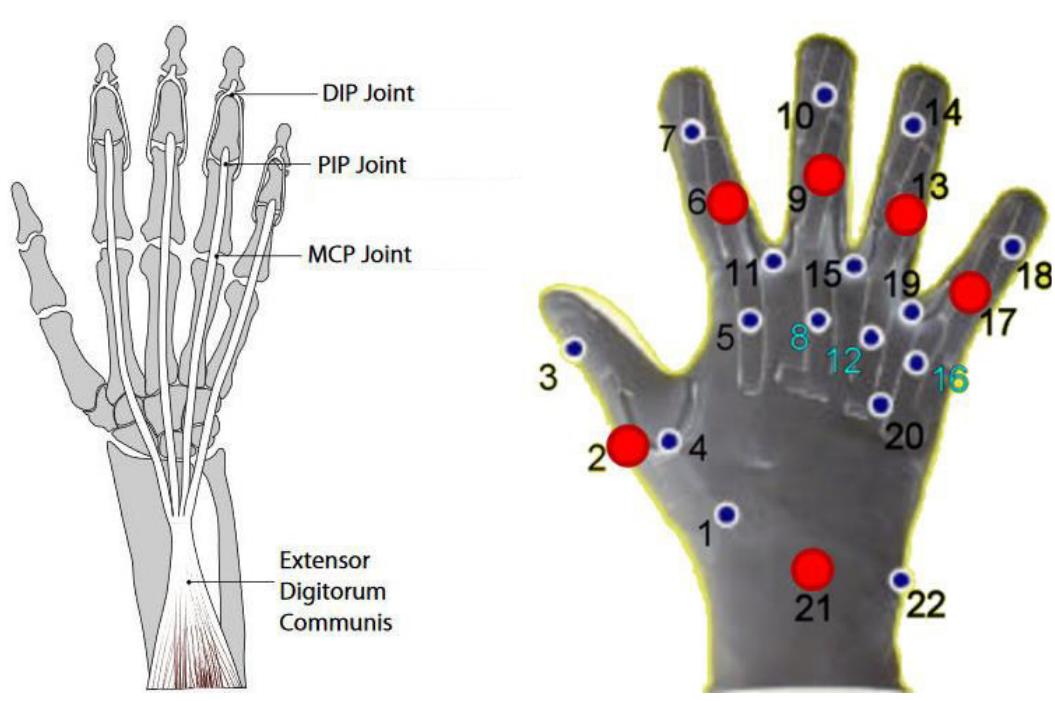 Joints of the finger and cyberglove sensor locations. red