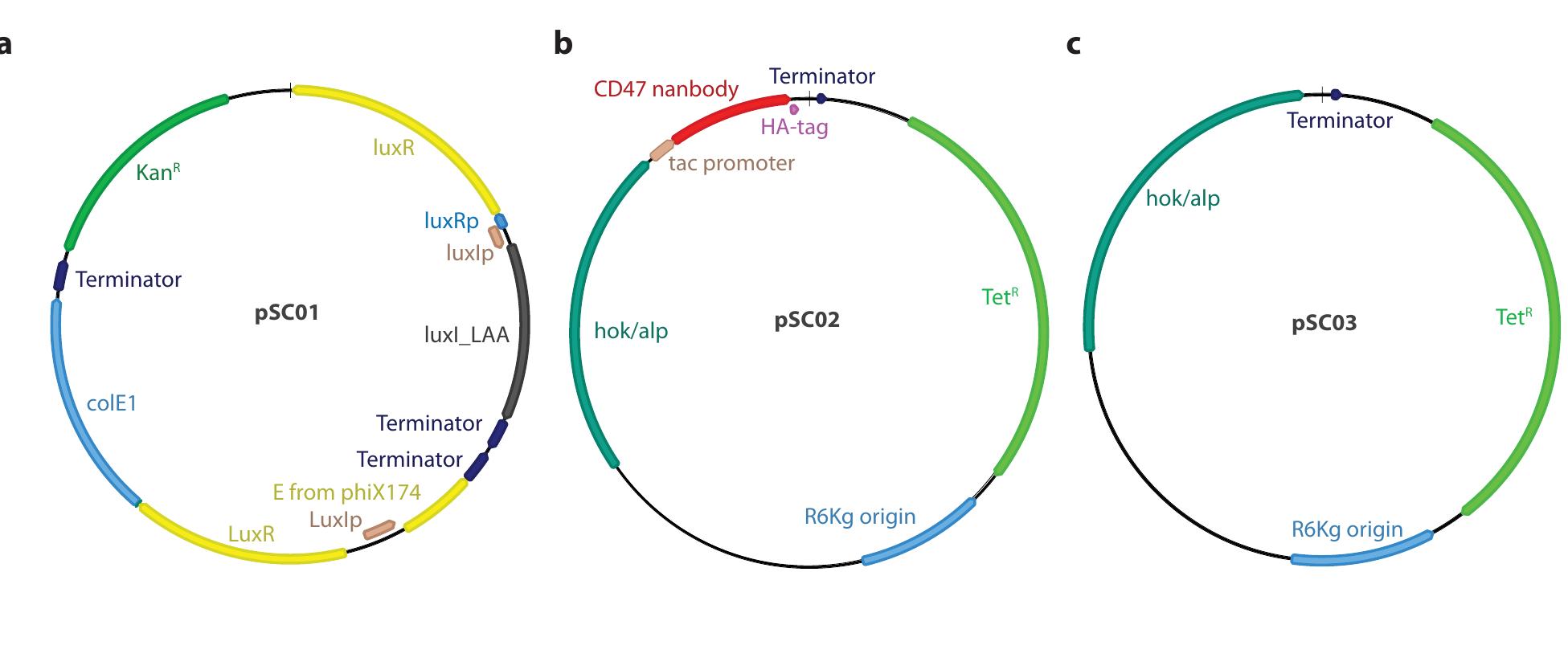 Supplementary figure 1 | map of plasmids used in this study.