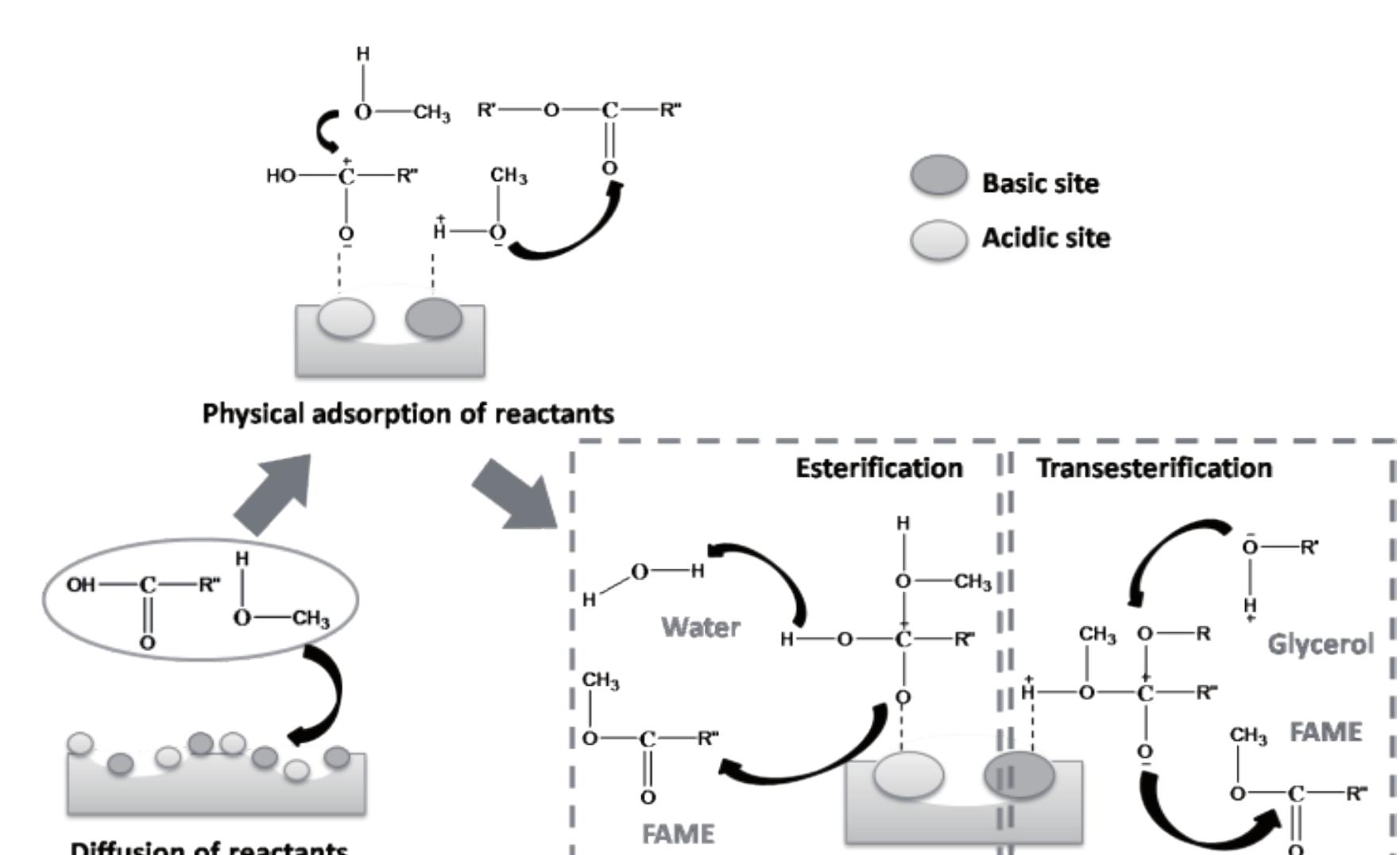 The reaction mechanism of biodiesel production using both of