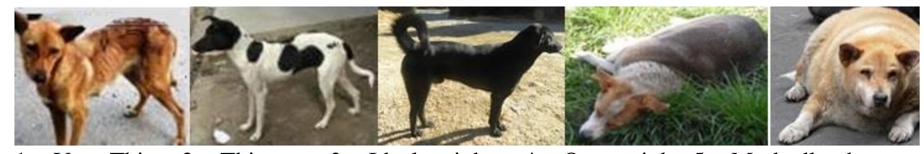 1 body condition score card of dogs