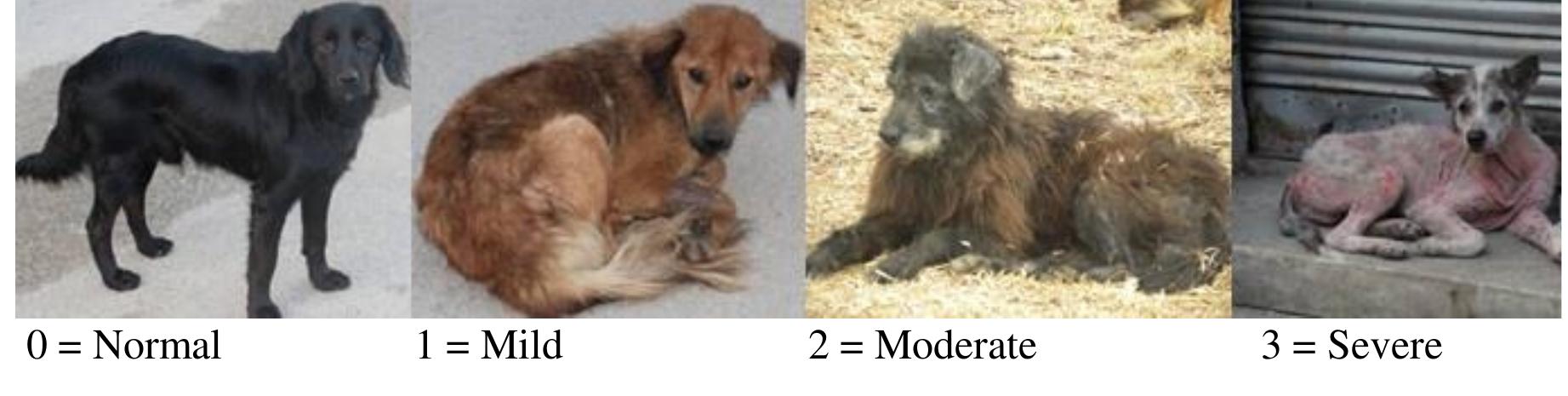 2 skin condition score card of dogs