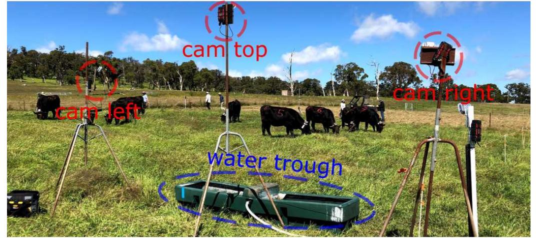 Experimental setup for cow video-based identification and