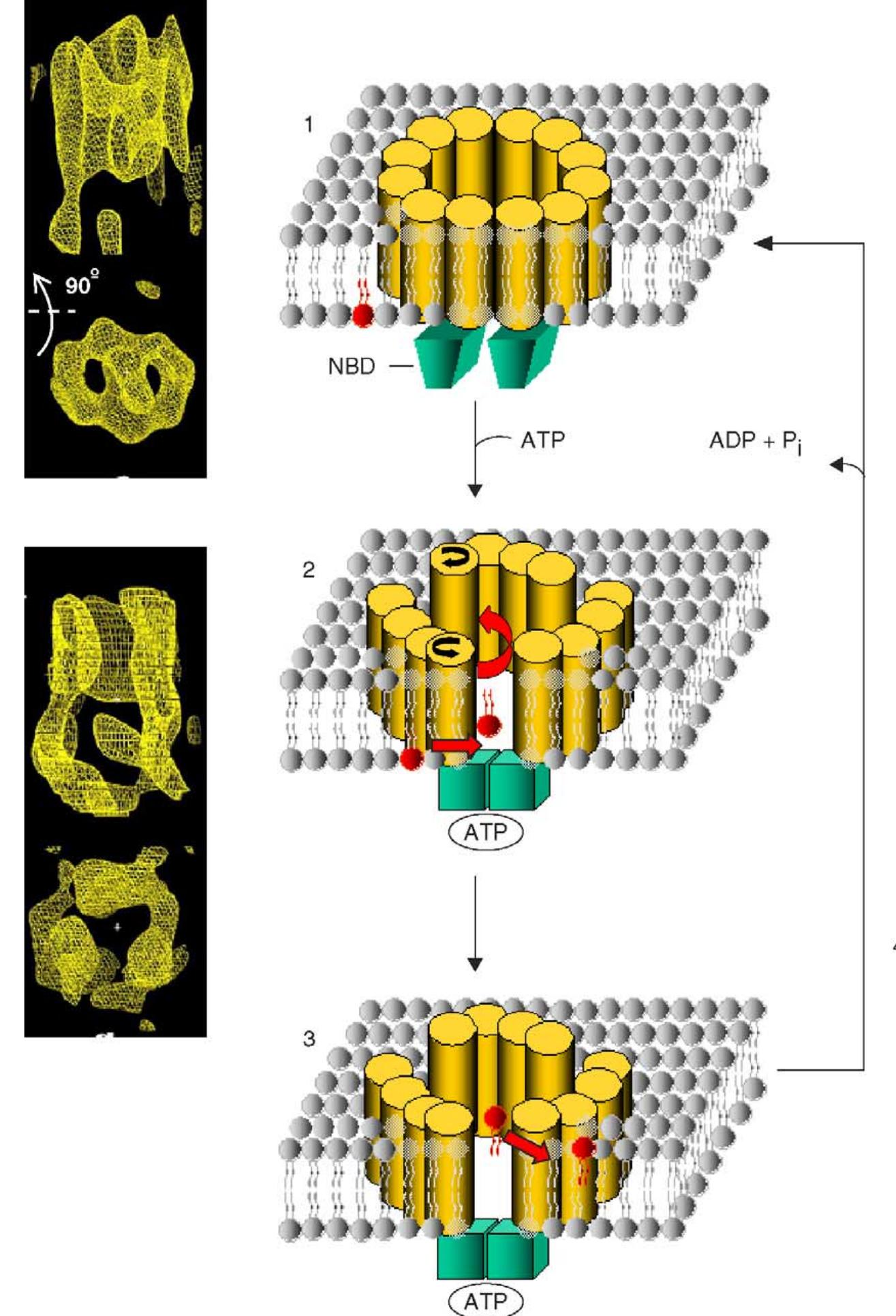 Abcb1 (mdr1 pgp) structure and model proposed for lipid