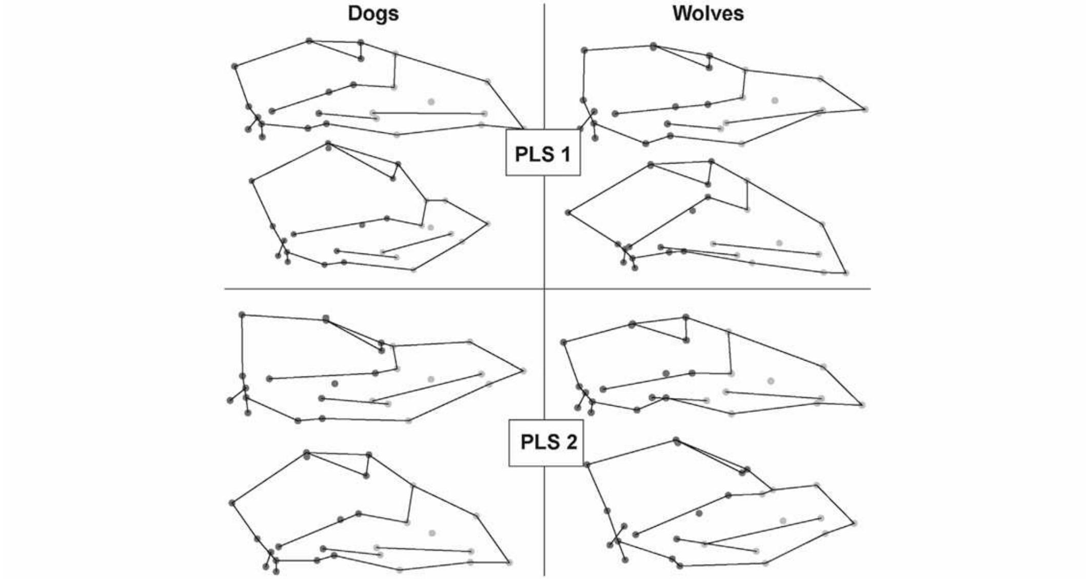 The integration pattern of rostrum (light grey) and
