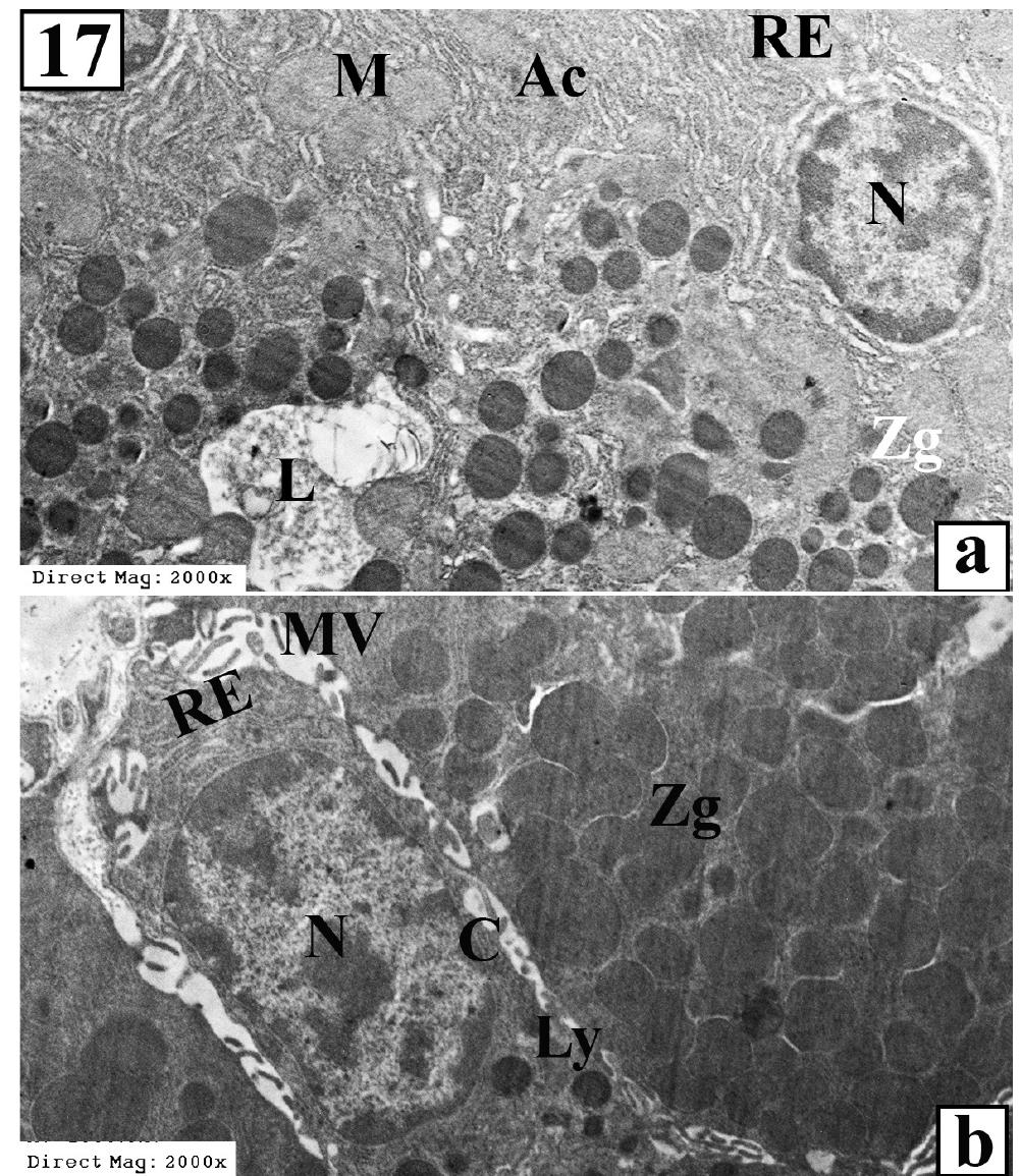 An electron micrograph of the pancreas of the resveratrol